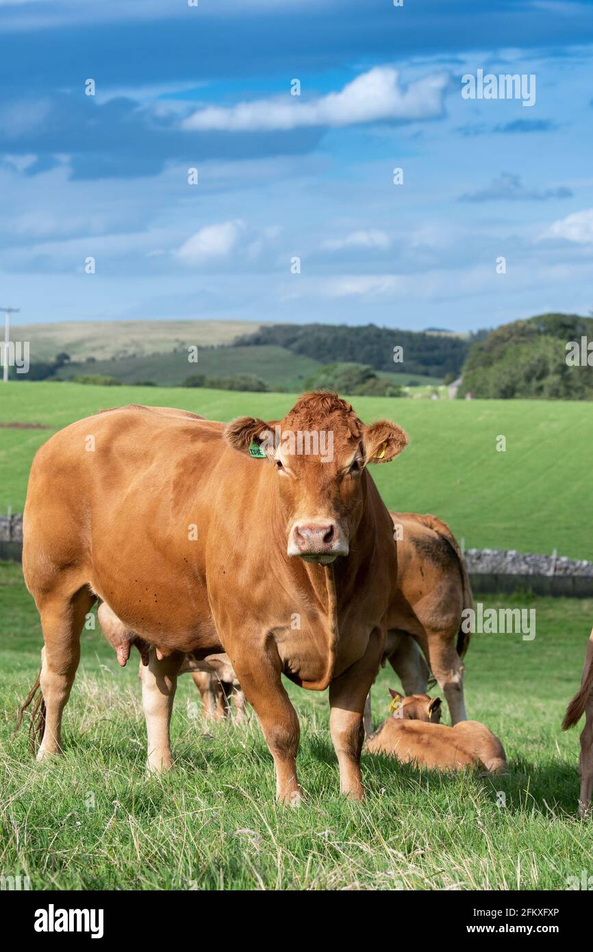 Pedigree Limousin cows and calves in an upland pasture in Lancashire ...