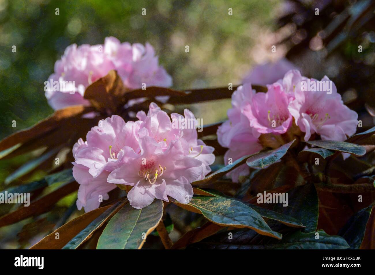 Rhododendron arboretum hi-res stock photography and images - Alamy