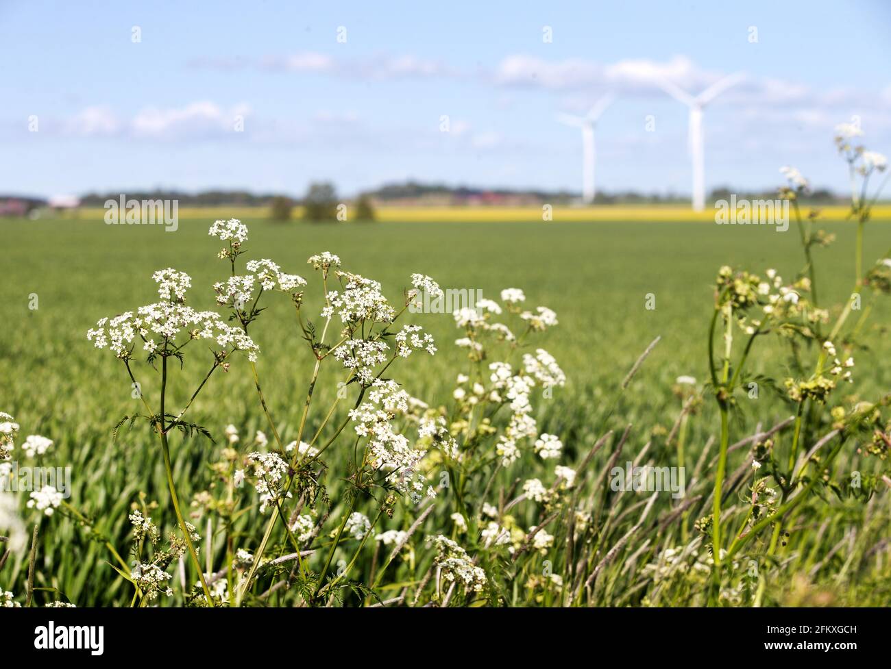 Vegetation at cultivation fields on Östgötaslätten, Sweden Stock Photo ...