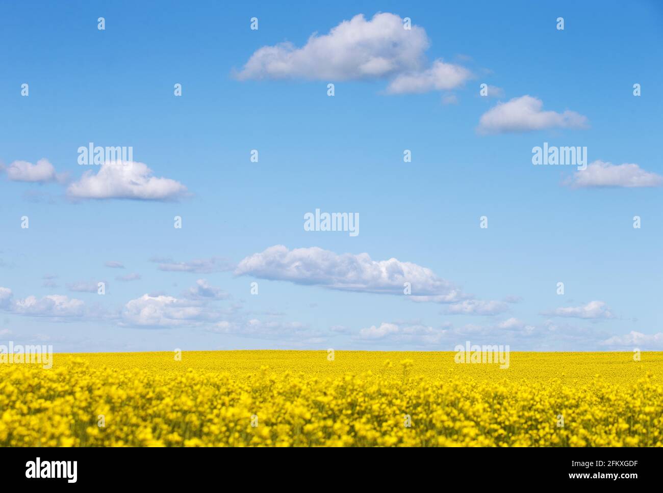Summer picture rapeseed field hi-res stock photography and images - Alamy