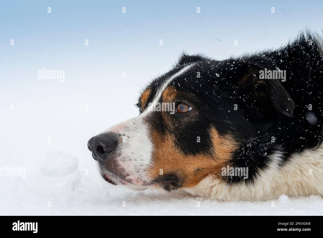 Dales sheep dog farm hi-res stock photography and images - Alamy