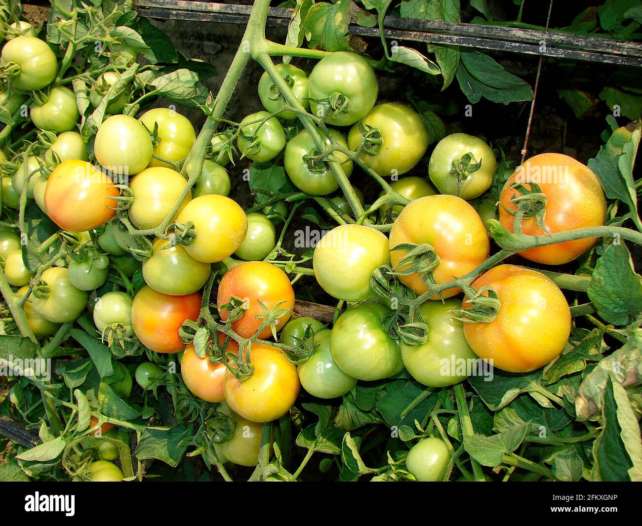 Tomato crops hi-res stock photography and images - Alamy