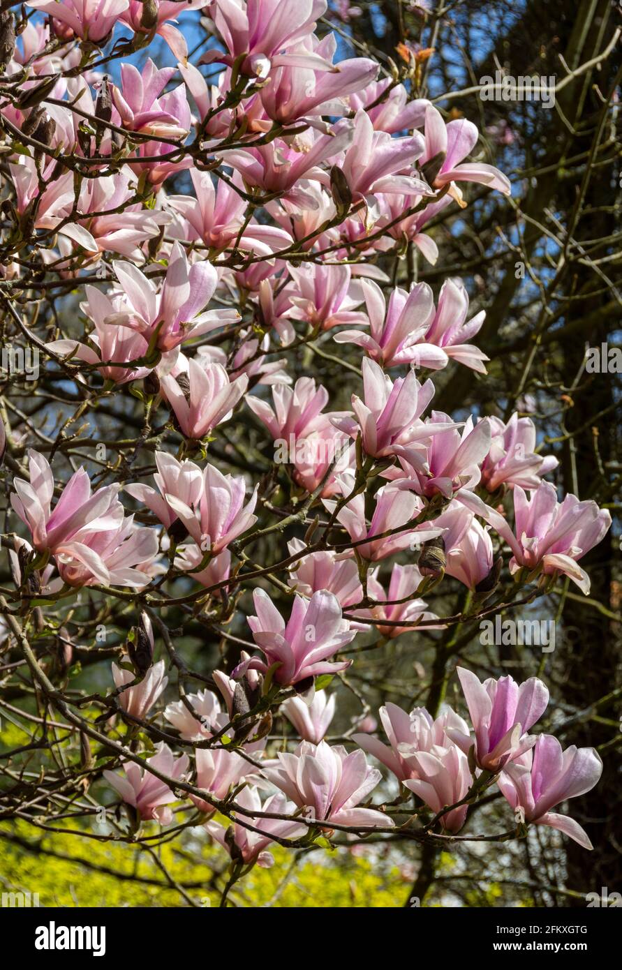 Magnolia blooms hi-res stock photography and images - Alamy