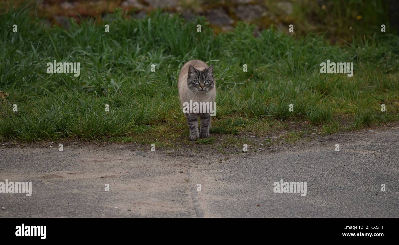 half Siamese half Domestic cat in the open Air Stock Photo - Alamy