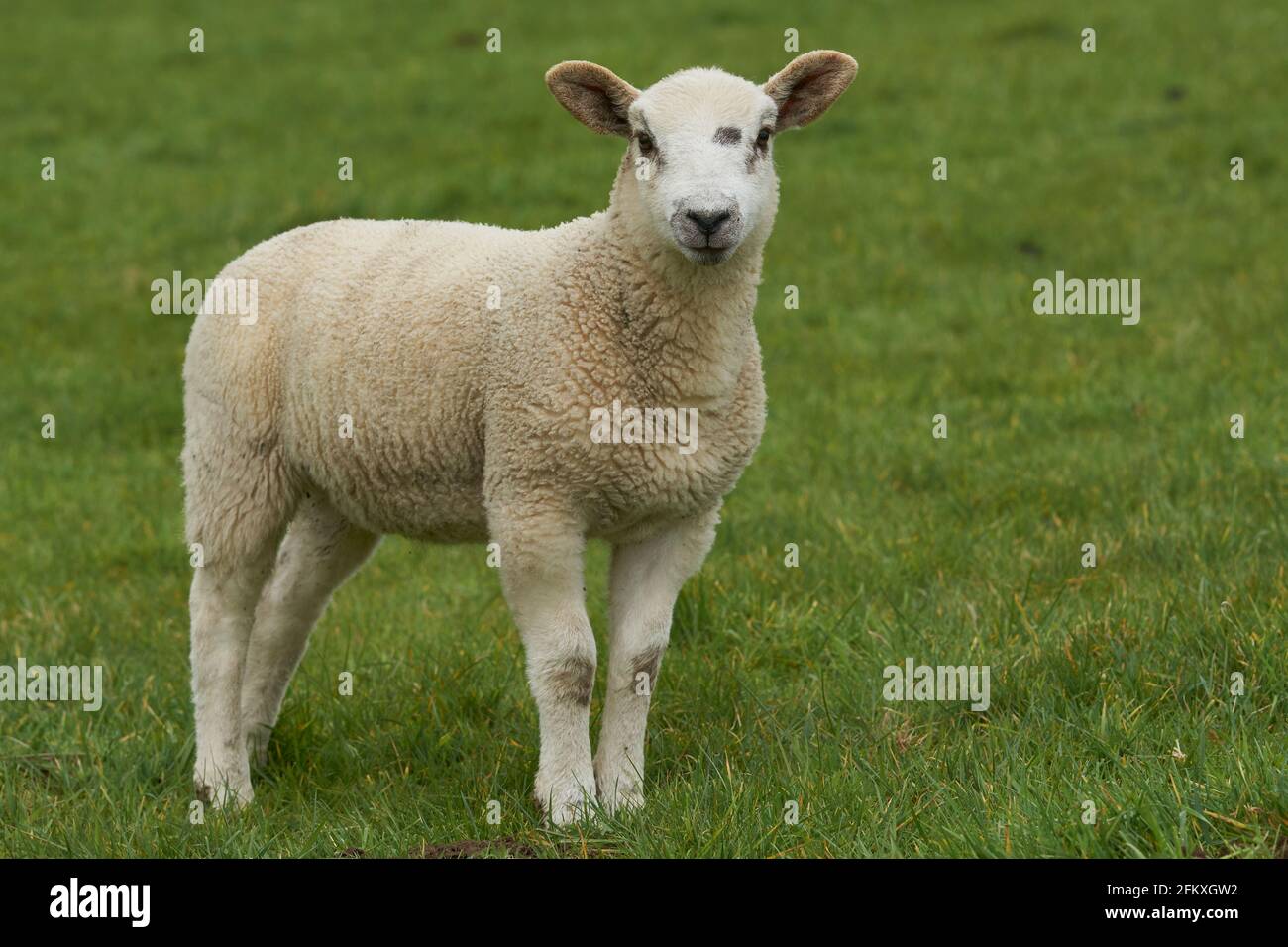 Valley spring bath somerset hi-res stock photography and images - Alamy