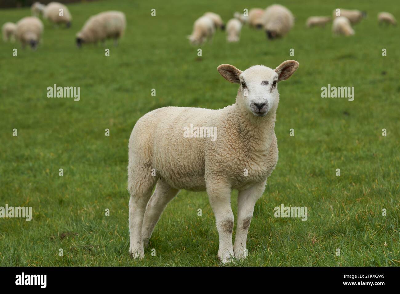 Valley spring bath somerset hi-res stock photography and images - Alamy