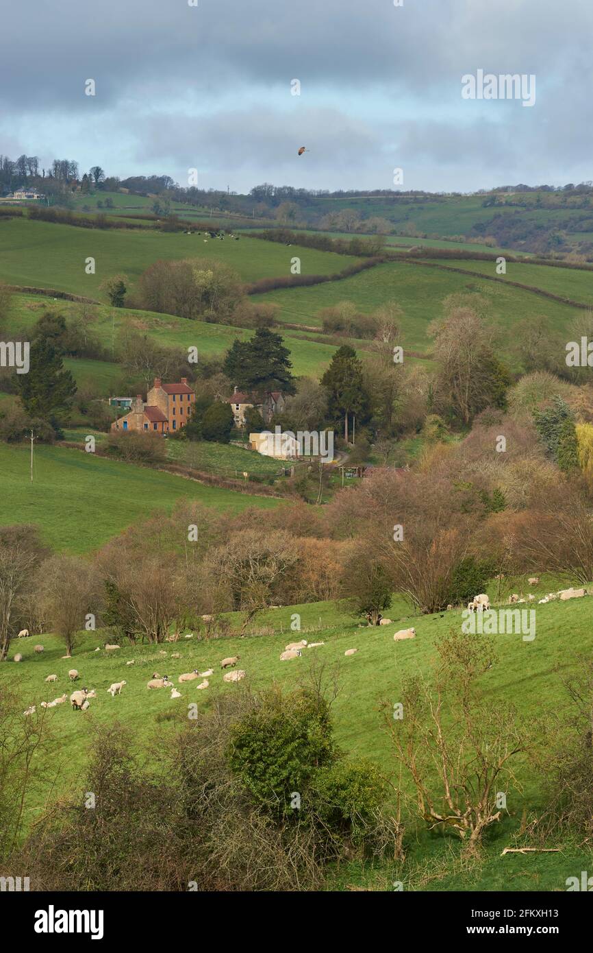 Woolley sheep hi-res stock photography and images - Alamy