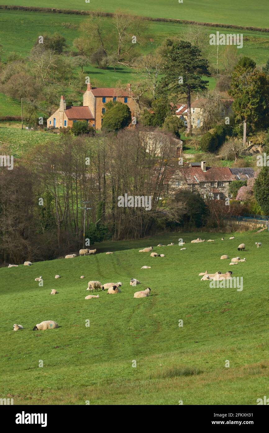 Sheep and lambs in lush green fields of the Woolley Valley, an Area of ...