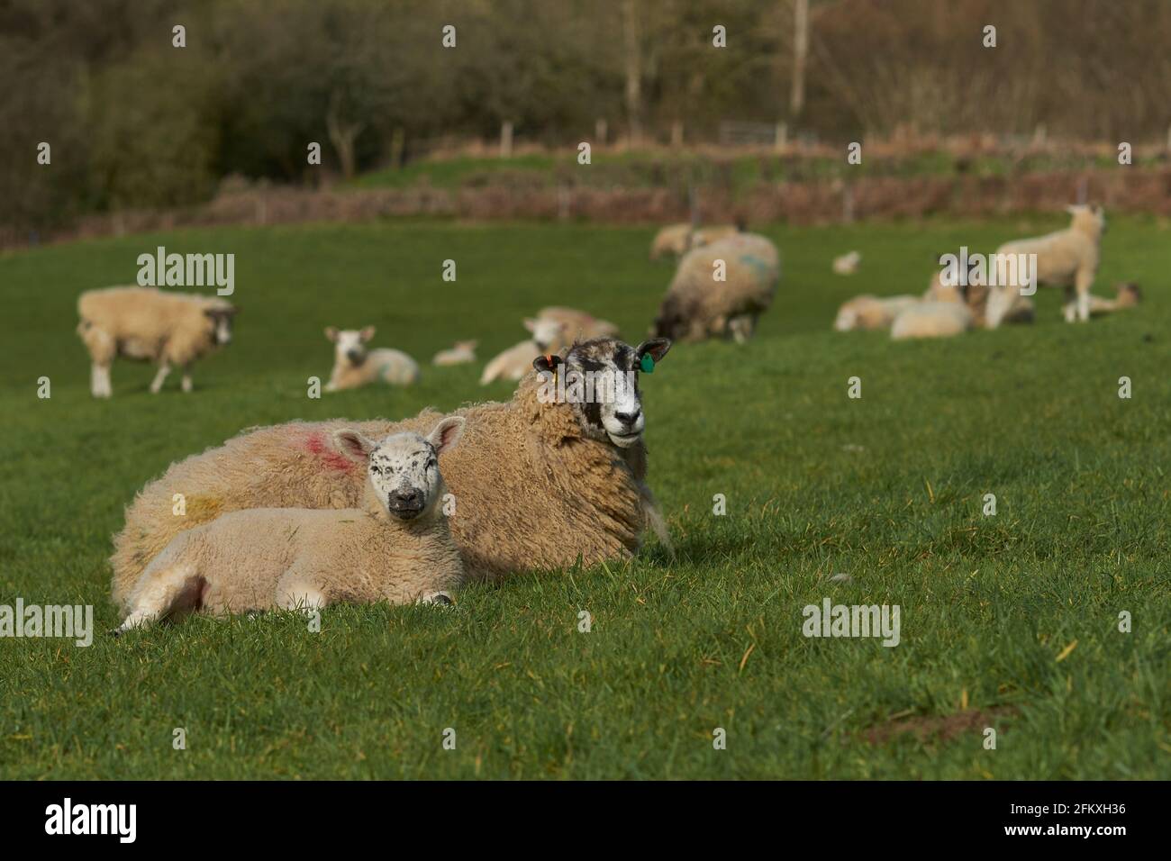 Woolley sheep hi-res stock photography and images - Alamy