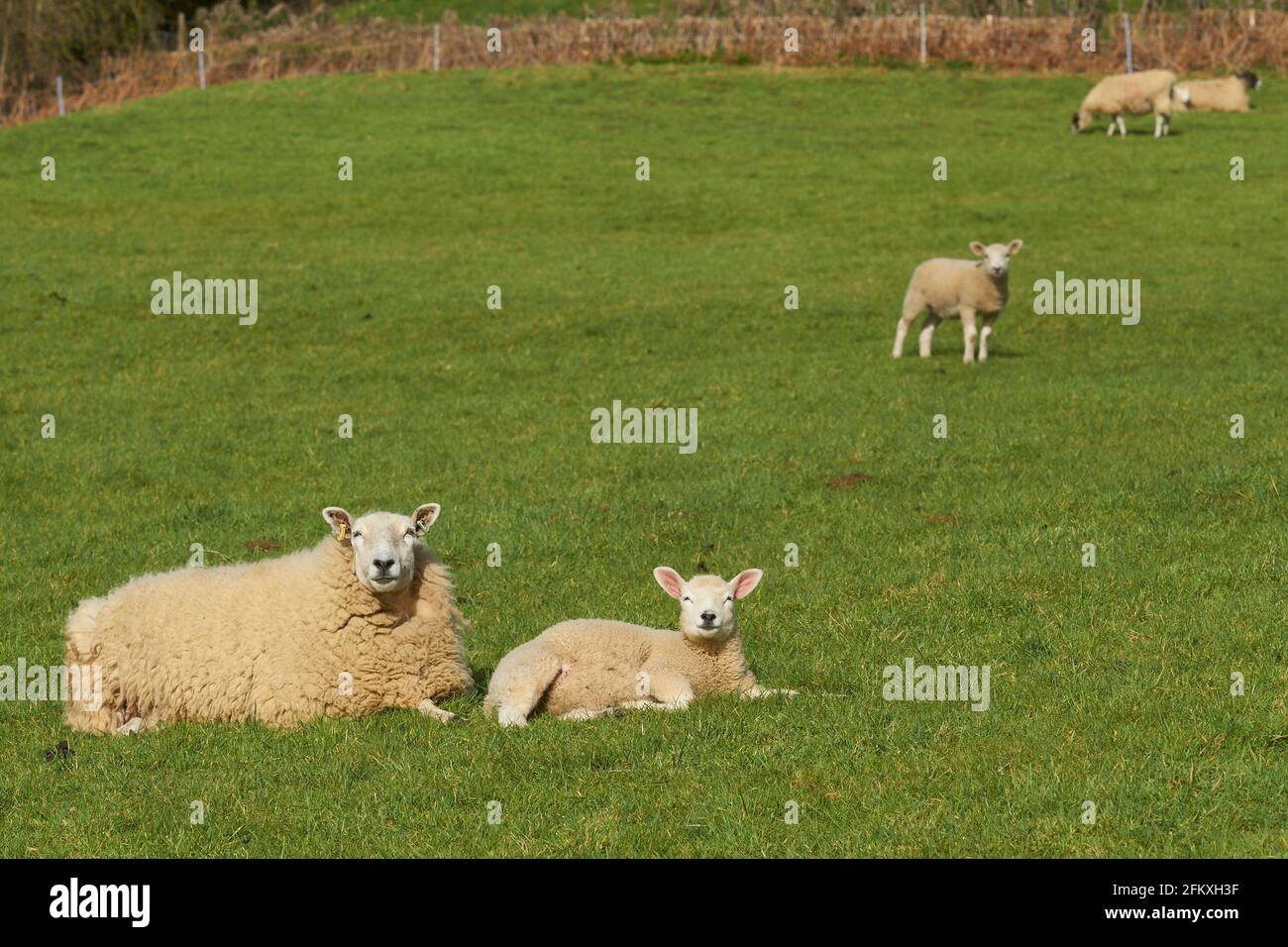 Woolley sheep hi-res stock photography and images - Alamy