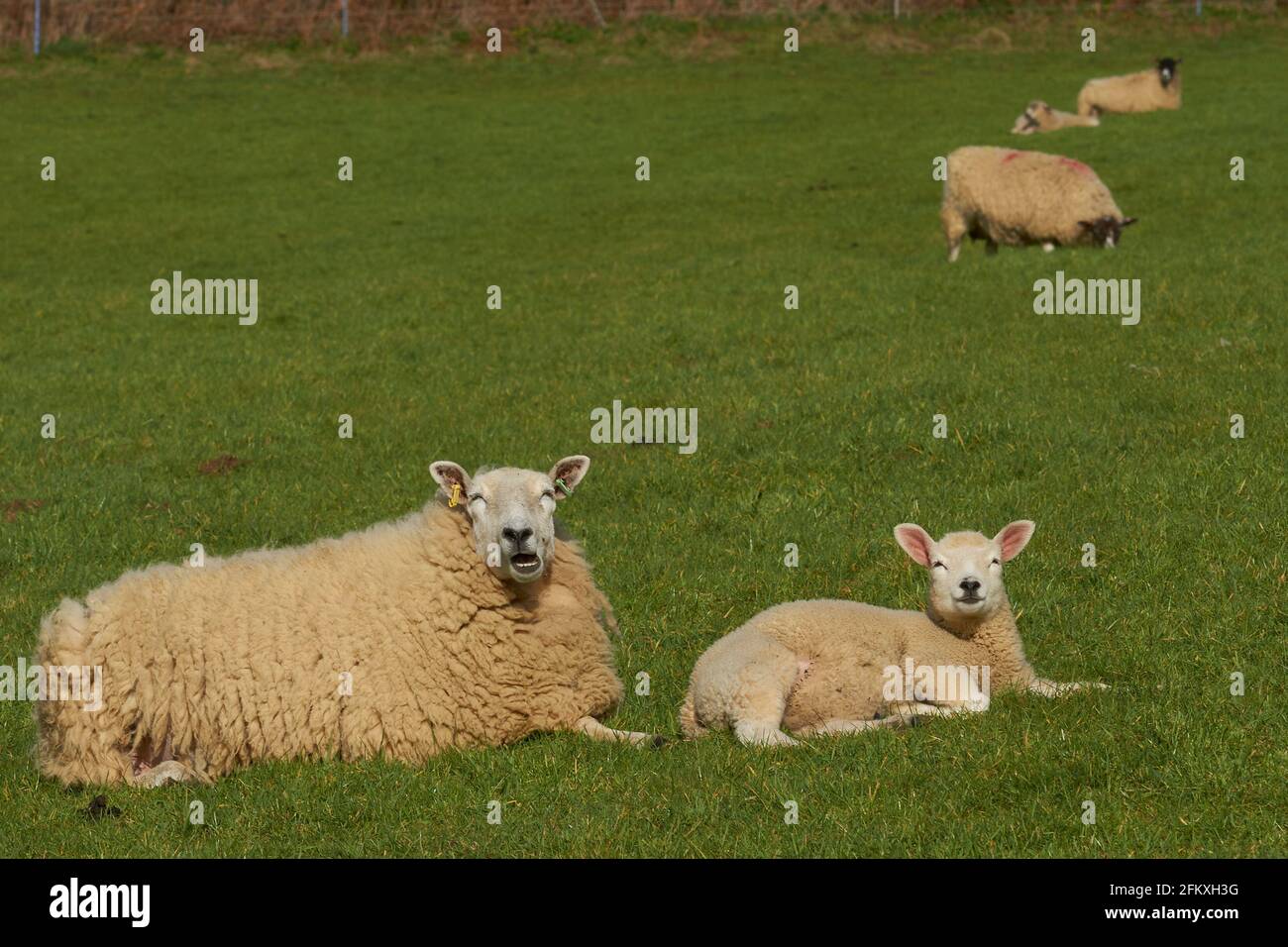 Sheep and lambs in lush green fields of the Woolley Valley, an Area of ...