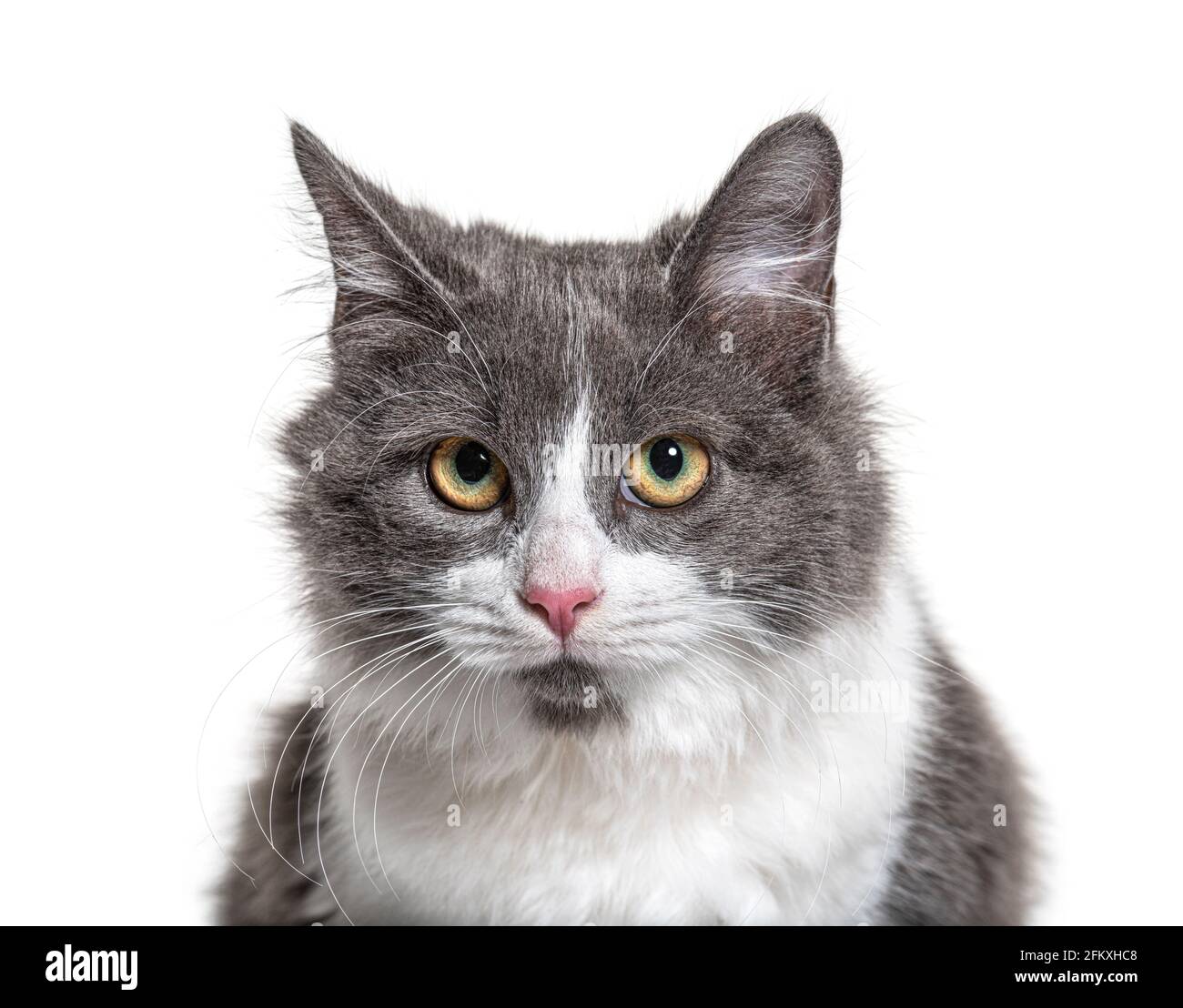 Close-up on a young Crossbreed cat blue eye Stock Photo - Alamy