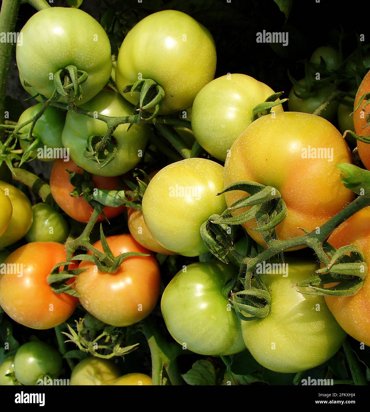 Tomato crops hi-res stock photography and images - Alamy