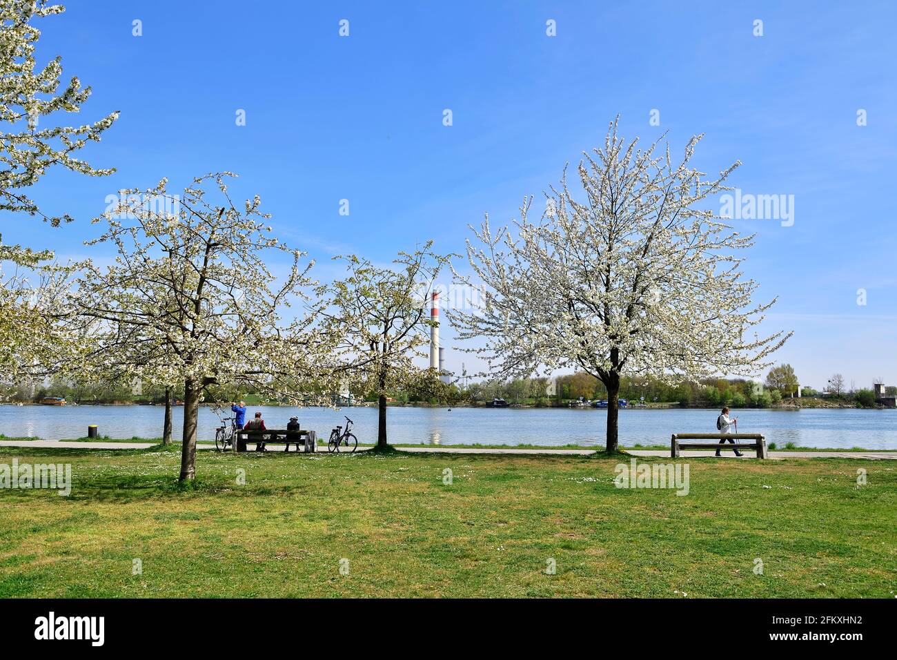 Vienna, Austria. Blooming cherry trees on the Danube at the peace ...