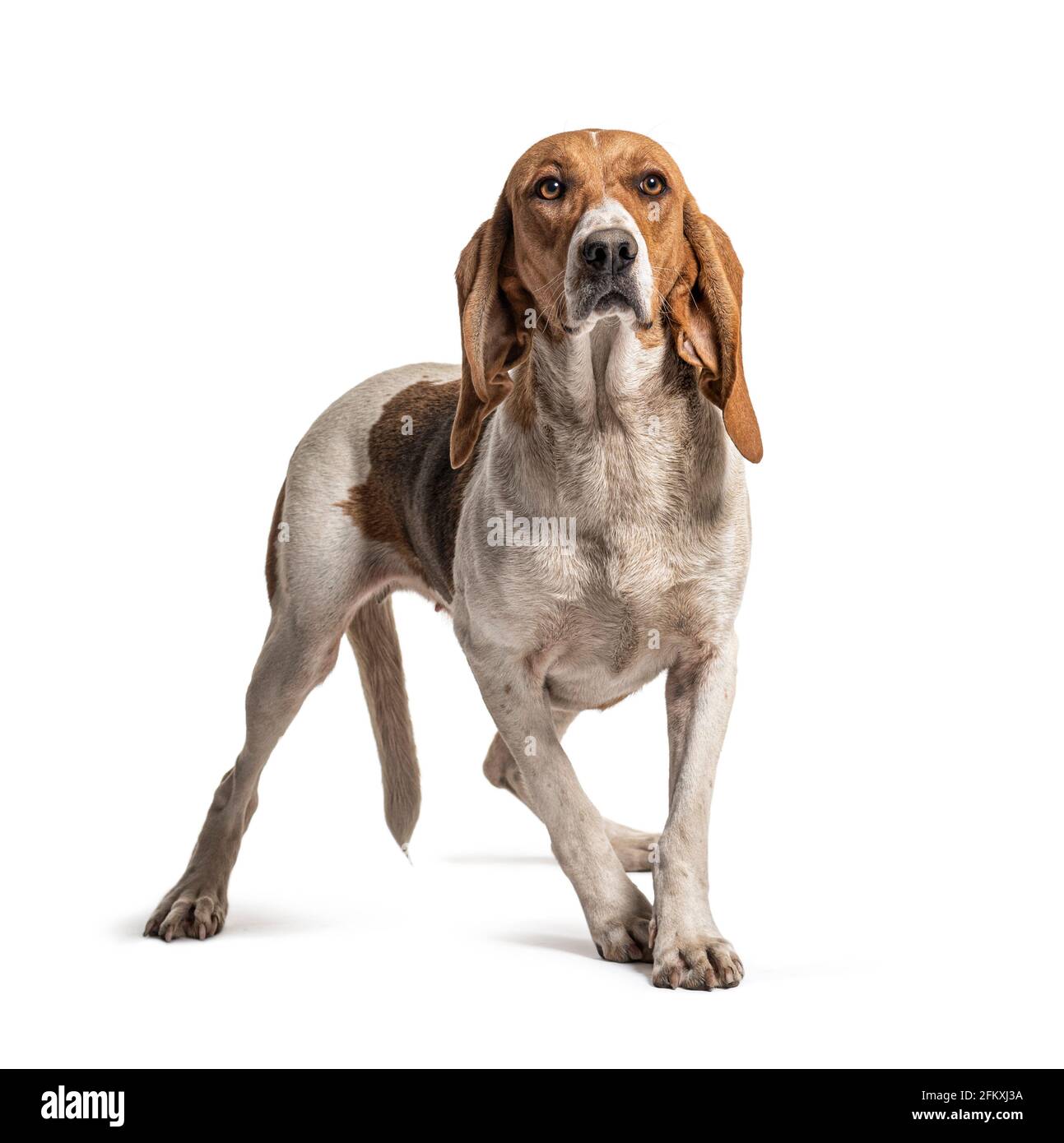 Is The Artois Hound A Good Breed Of Dog
