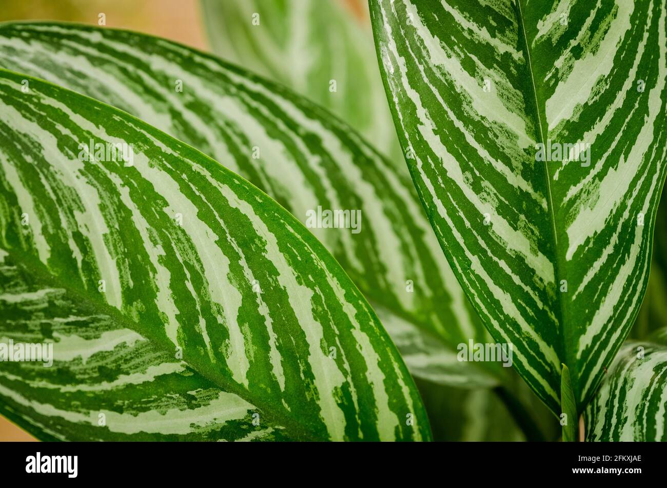 Dieffenbachia hi-res stock photography and images - Alamy