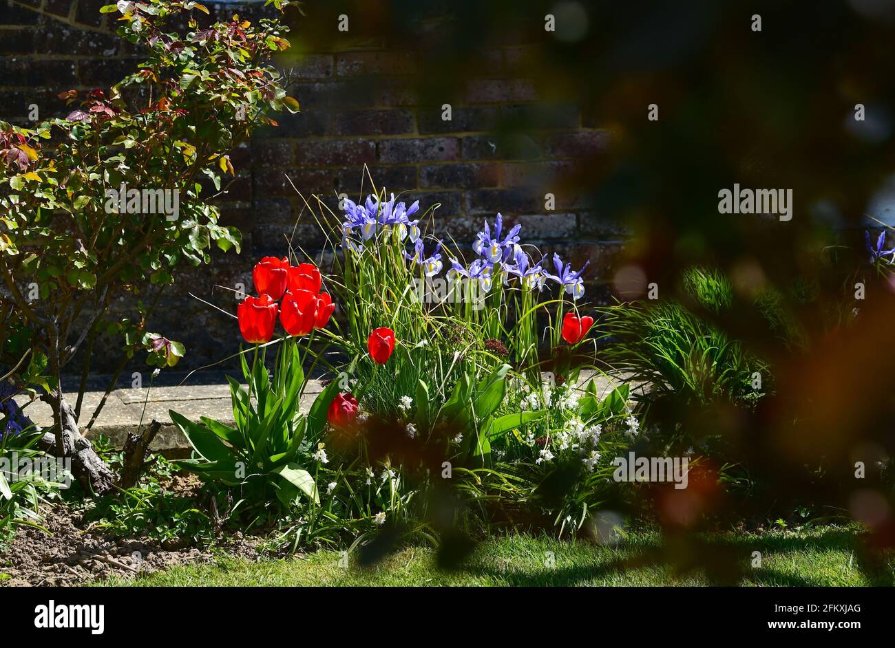 Spring Bulb Flowers In A Border High Resolution Stock Photography and ...