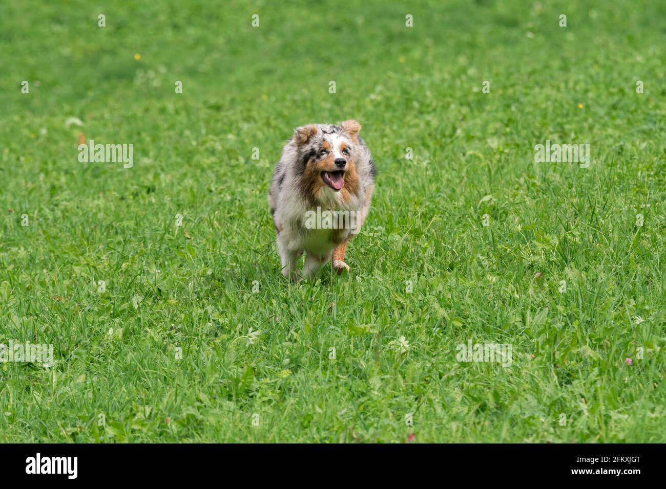blue merle Australian shepherd dog runs and jump on the meadow in ...