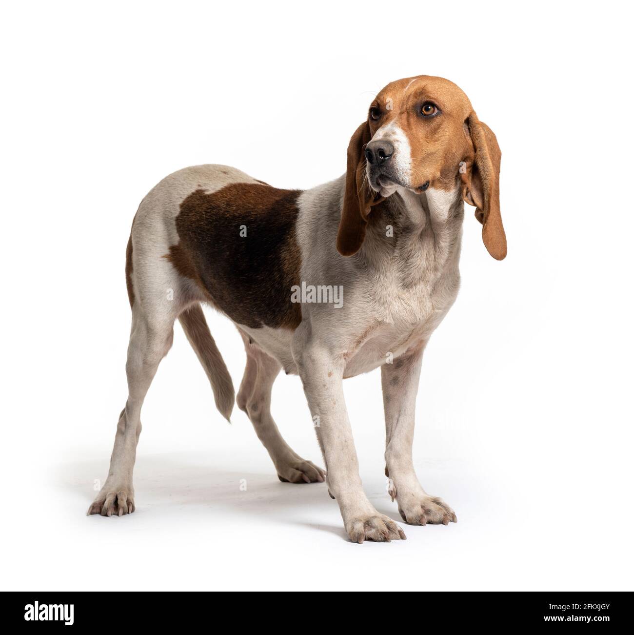 Artois hound hi-res stock photography and images - Alamy