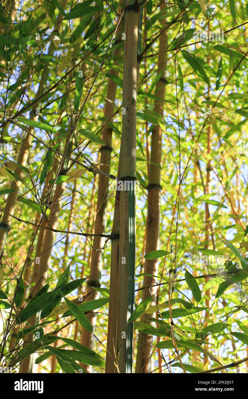 Bamboo branch in bamboo forest, beautiful green nature background Stock ...
