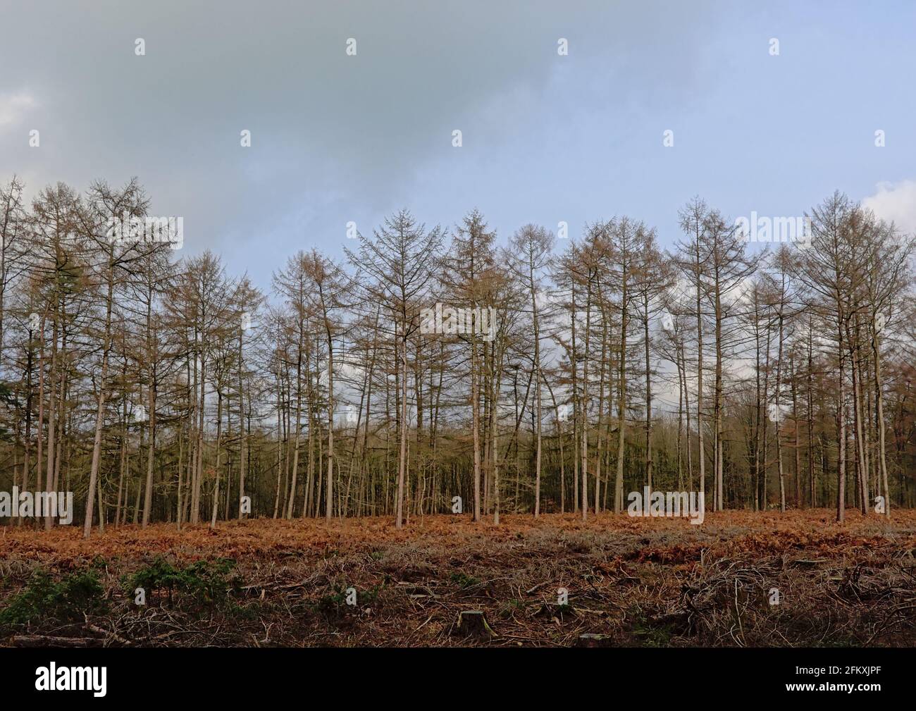 Spruce forest on a cloudy day in Het Leen nature reserve in the Flemish ...