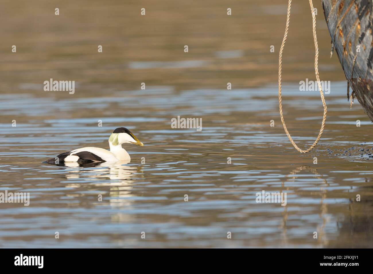 Common Eider - somateria mollissima - male bird swimming in sea water ...