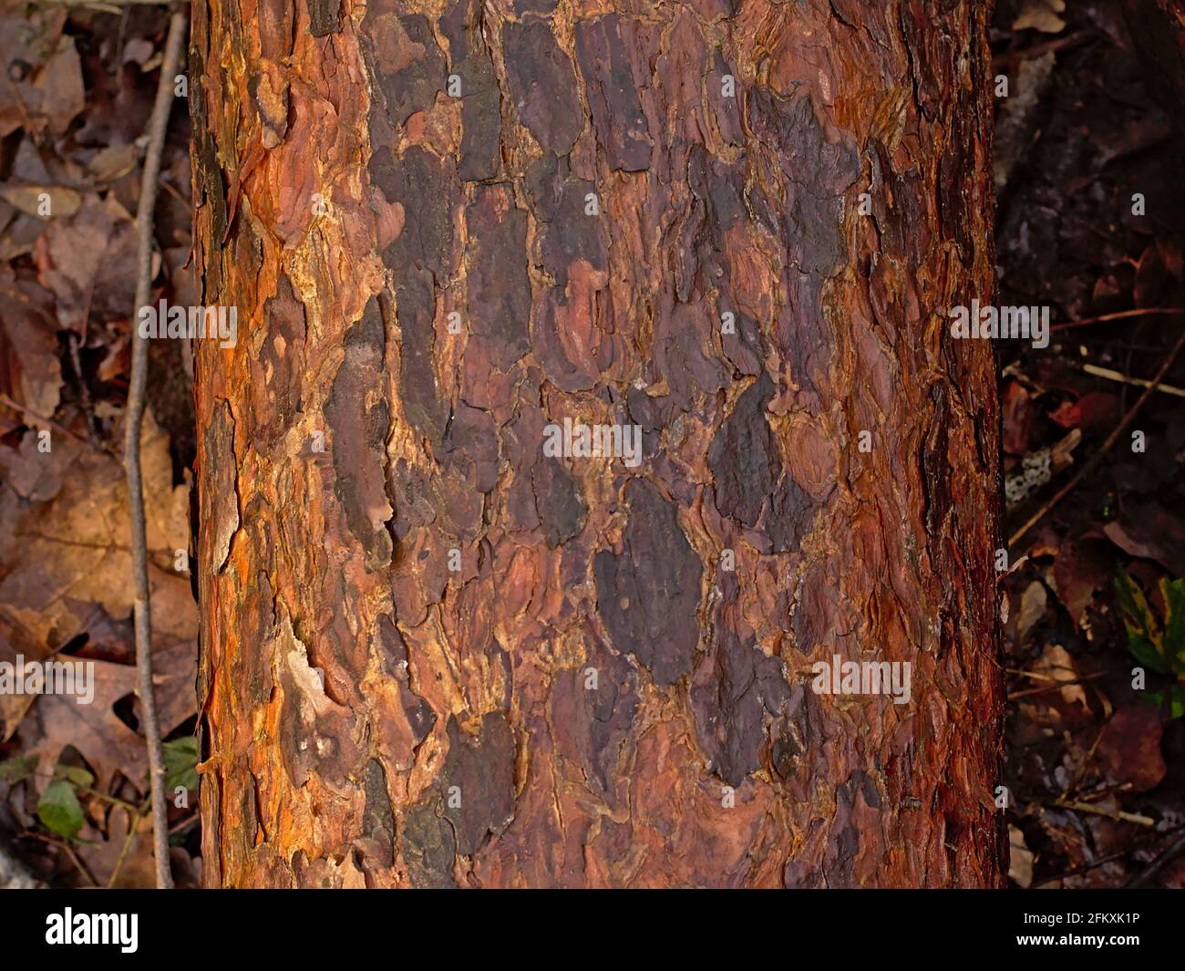 Pine tree bark detail - pinus Stock Photo - Alamy