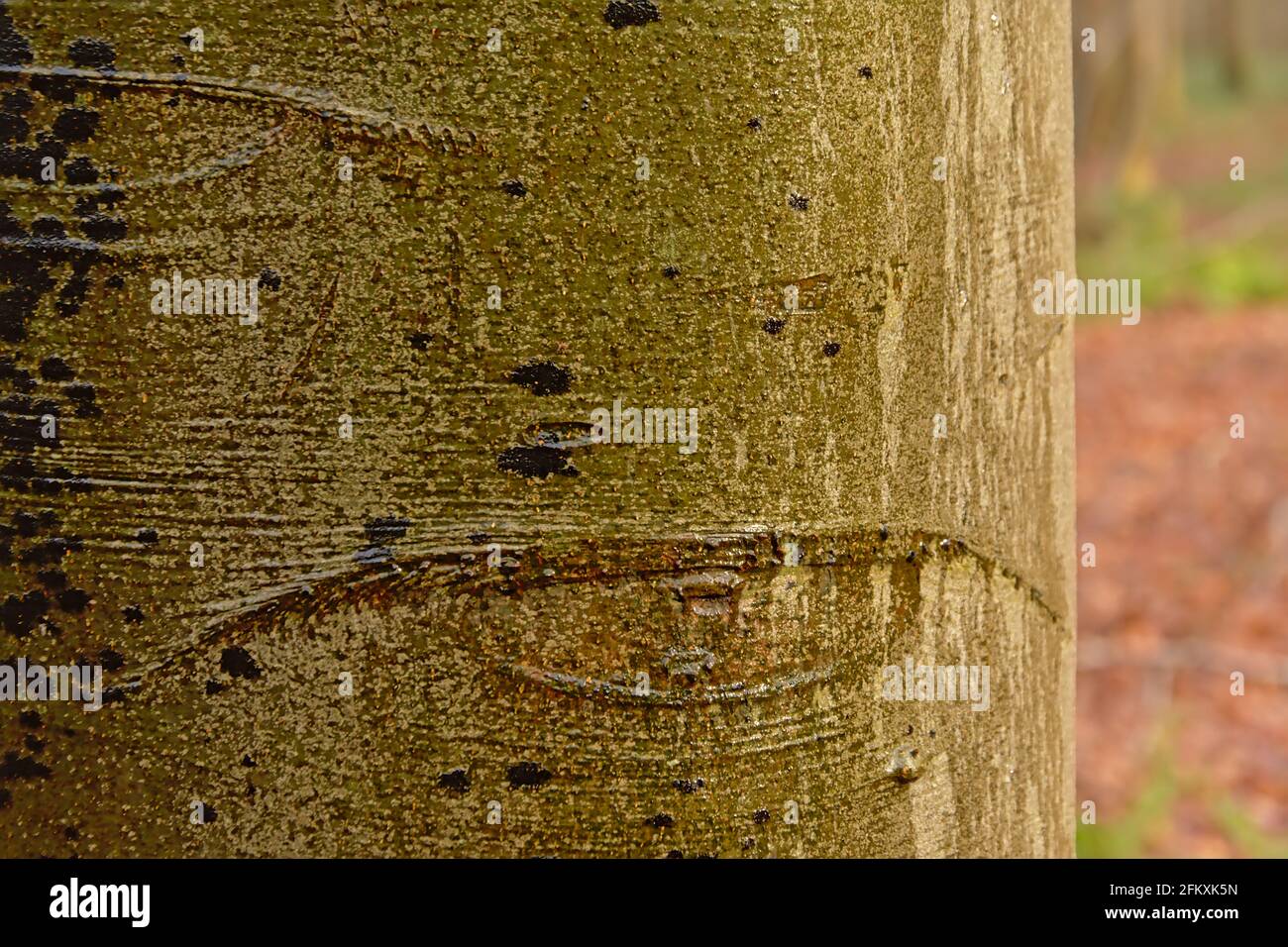 Curved timber tree hi-res stock photography and images - Alamy