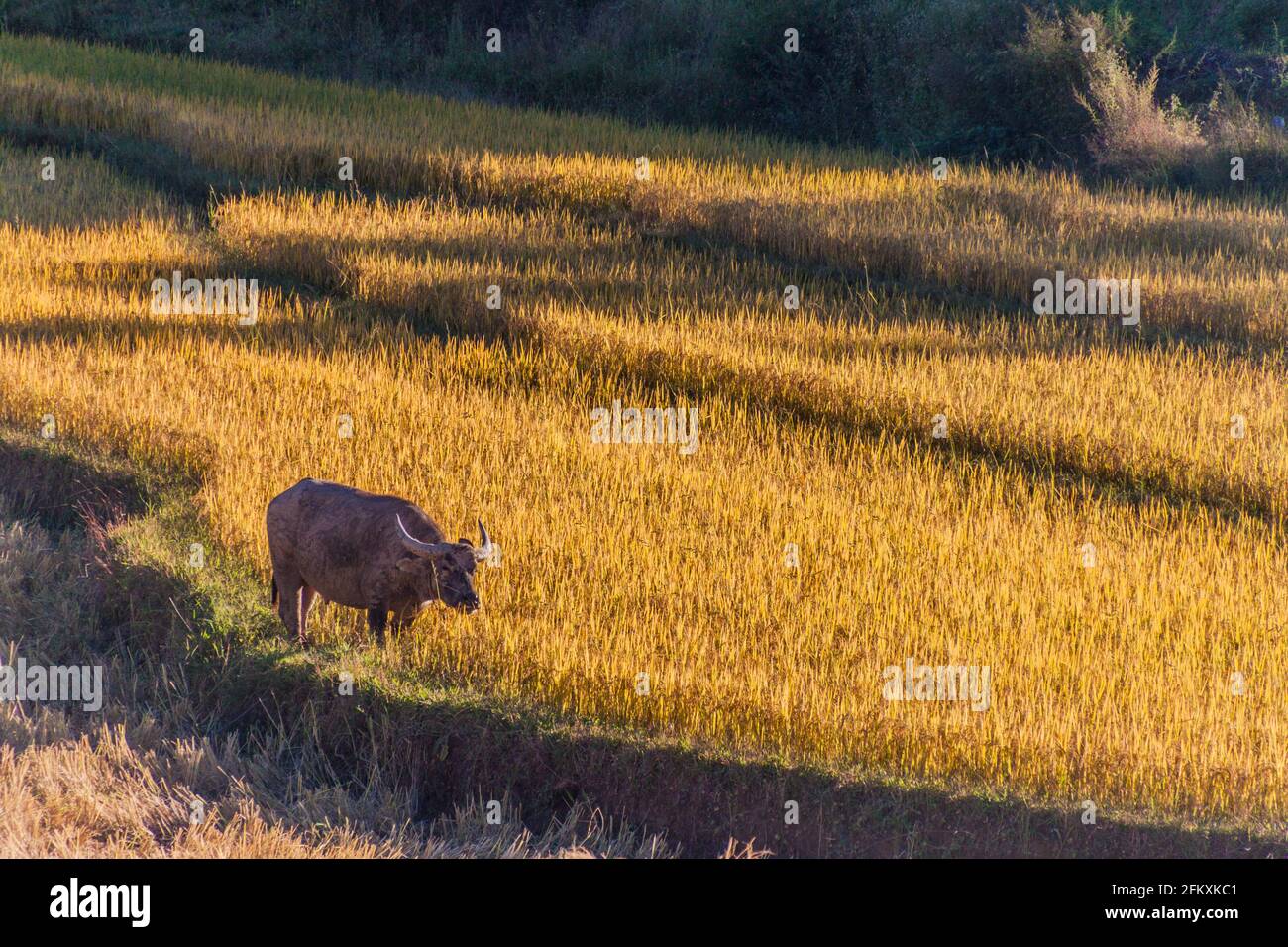 Ripe rice field hi-res stock photography and images - Alamy