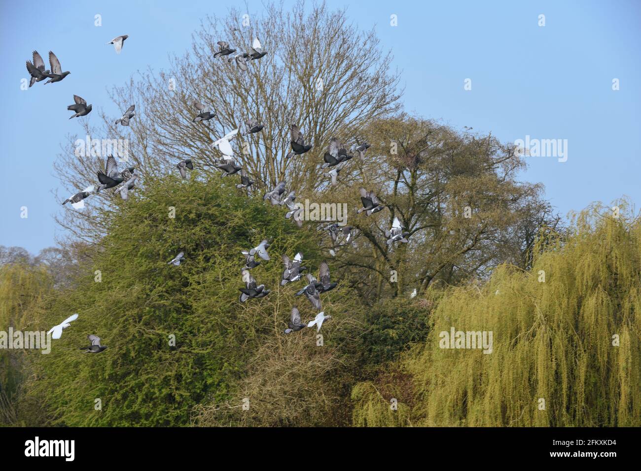 Flying pigeons and skies hi-res stock photography and images - Alamy