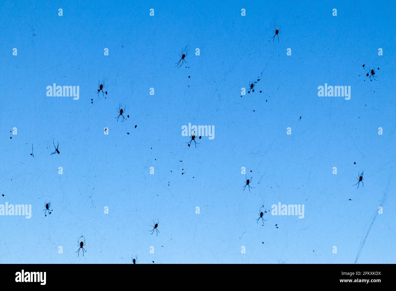 Giant spider web with many spiders in Myanmar Stock Photo - Alamy