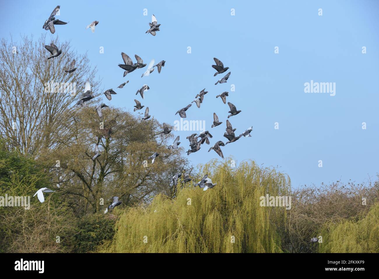 Birds flying low across hi-res stock photography and images - Alamy