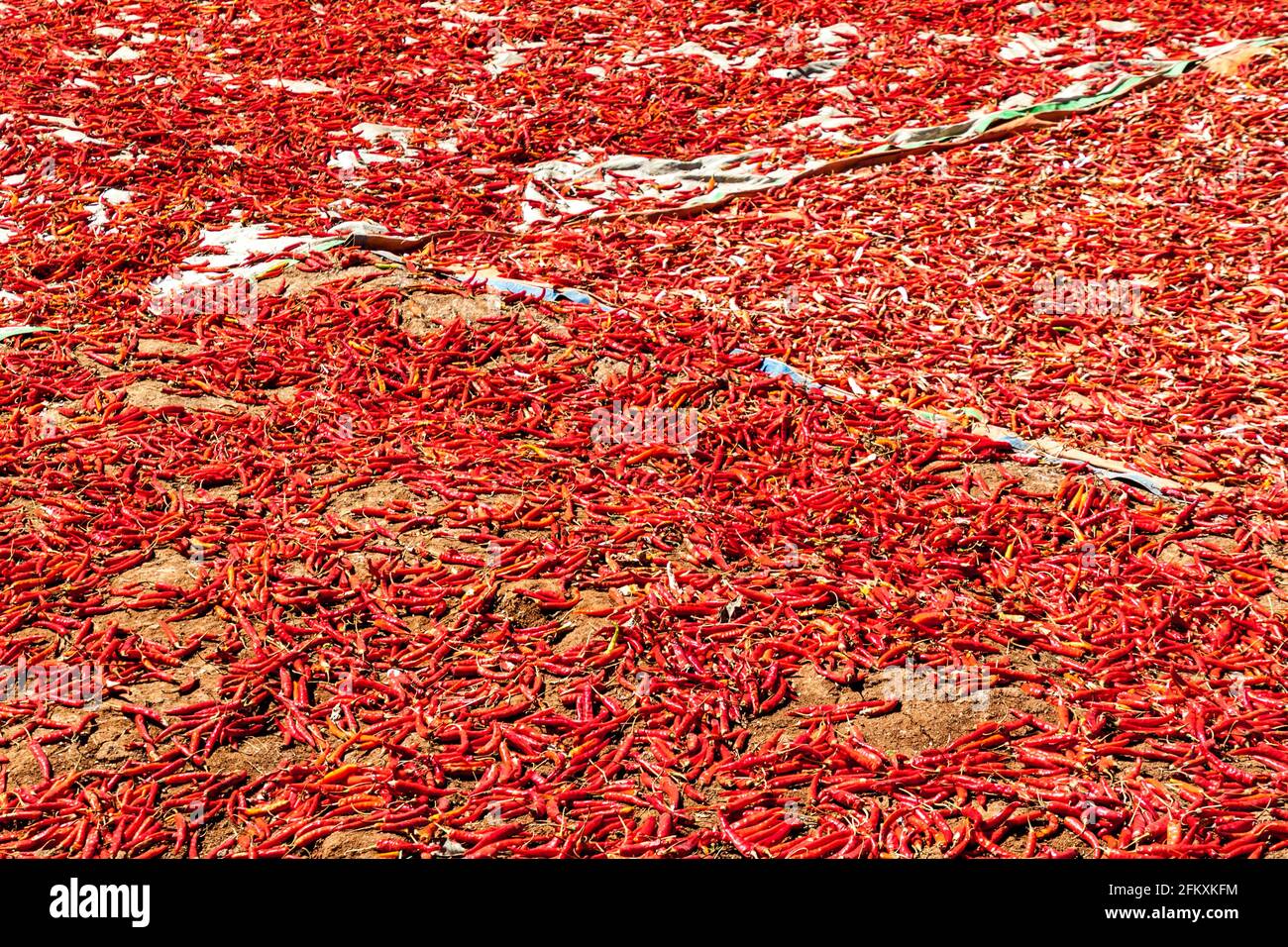 Dried chilli texture hi-res stock photography and images - Alamy