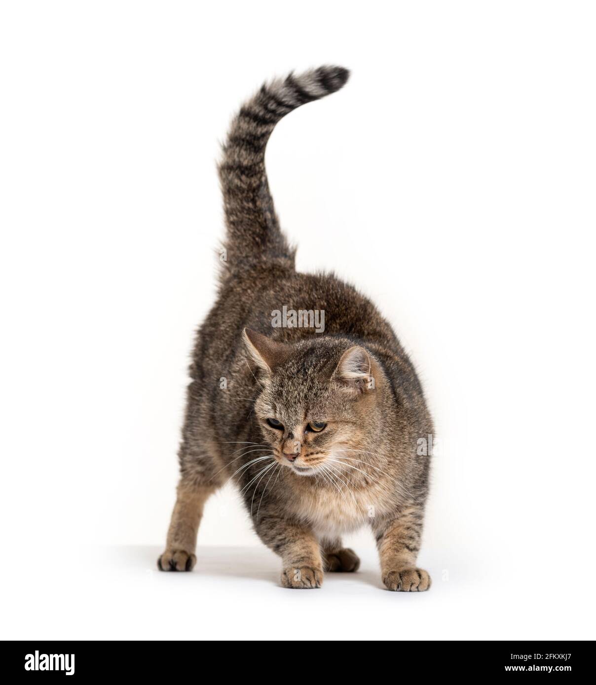 Old Crossbreed cat looking down Stock Photo - Alamy