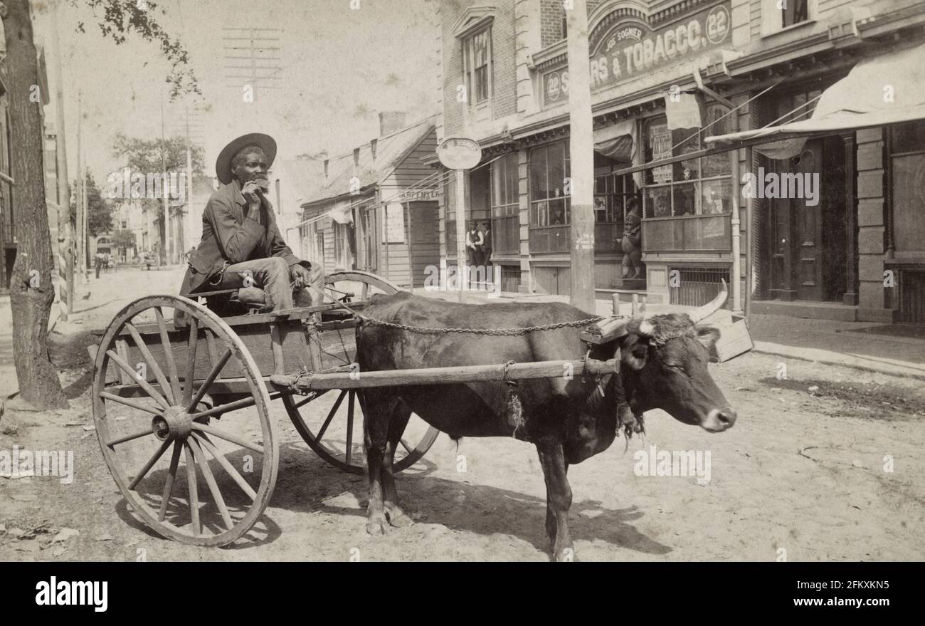 Ox team, early Negro life - Photo shows an African American man sitting ...