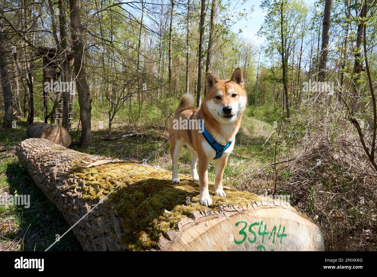 Cute and adorable brown Shiba Inu dog with a collar on a tree log in ...