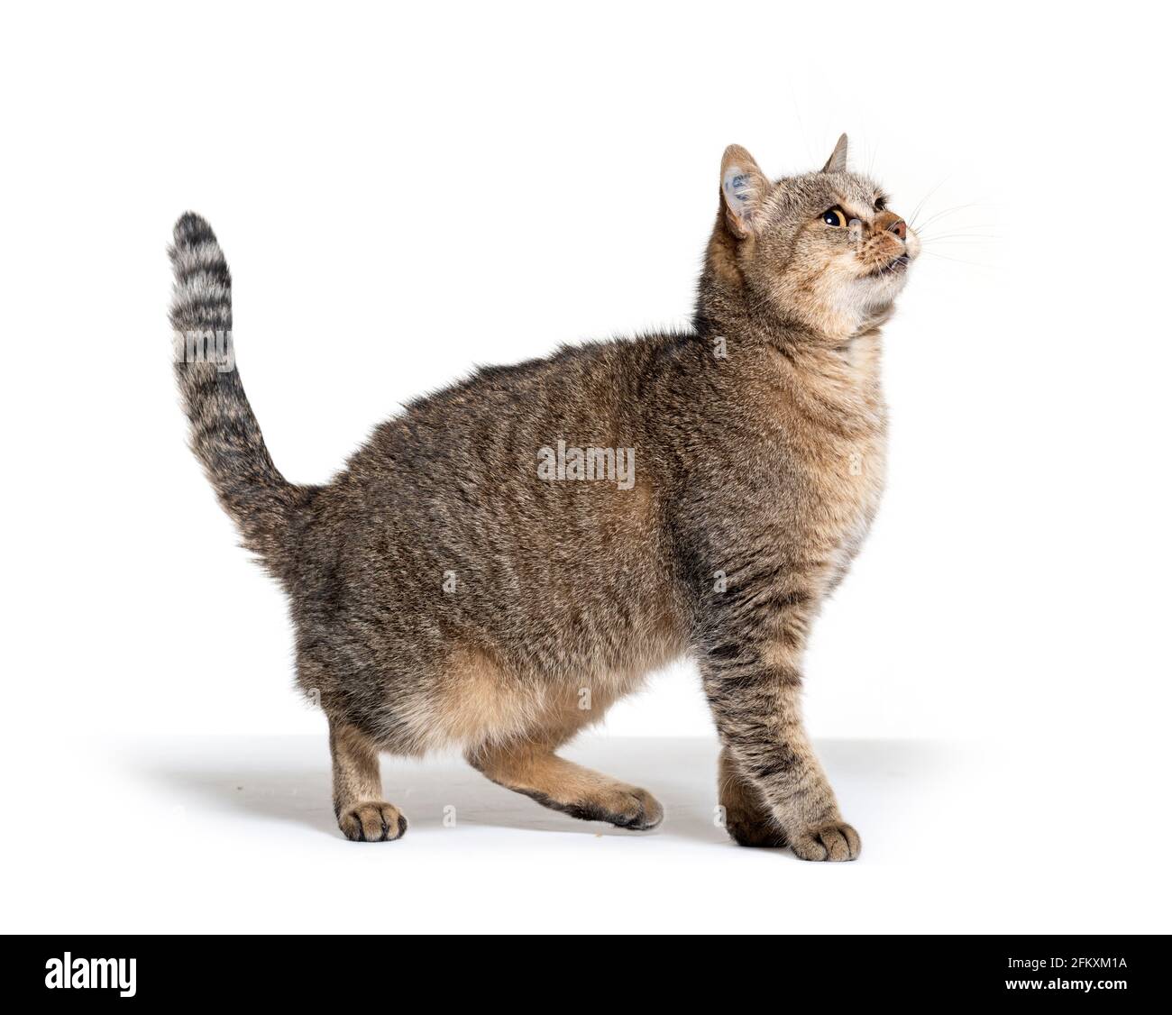 Side view on hi-res stock photography and images - Alamy