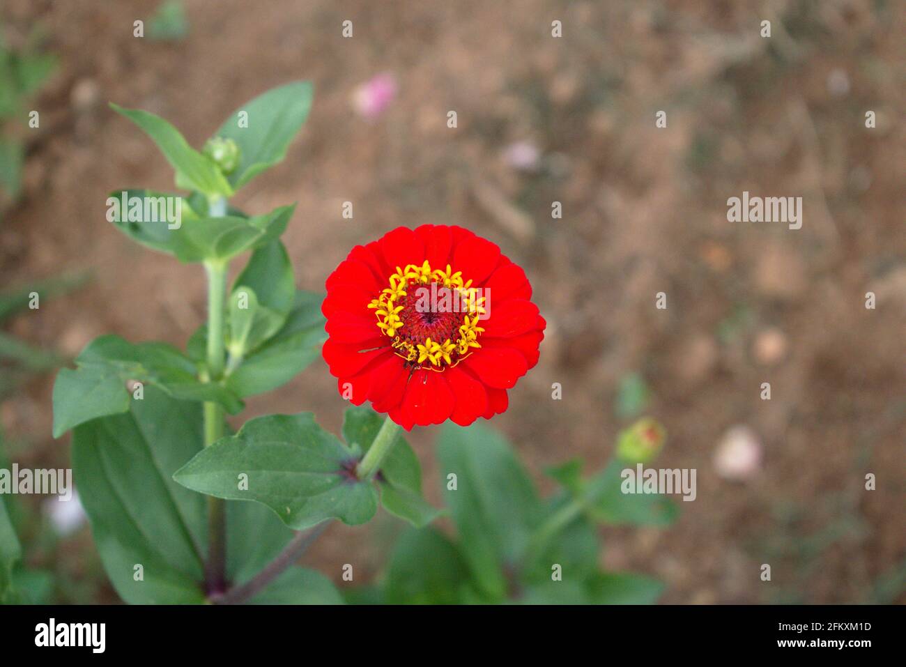 Zenia flower hi-res stock photography and images - Alamy