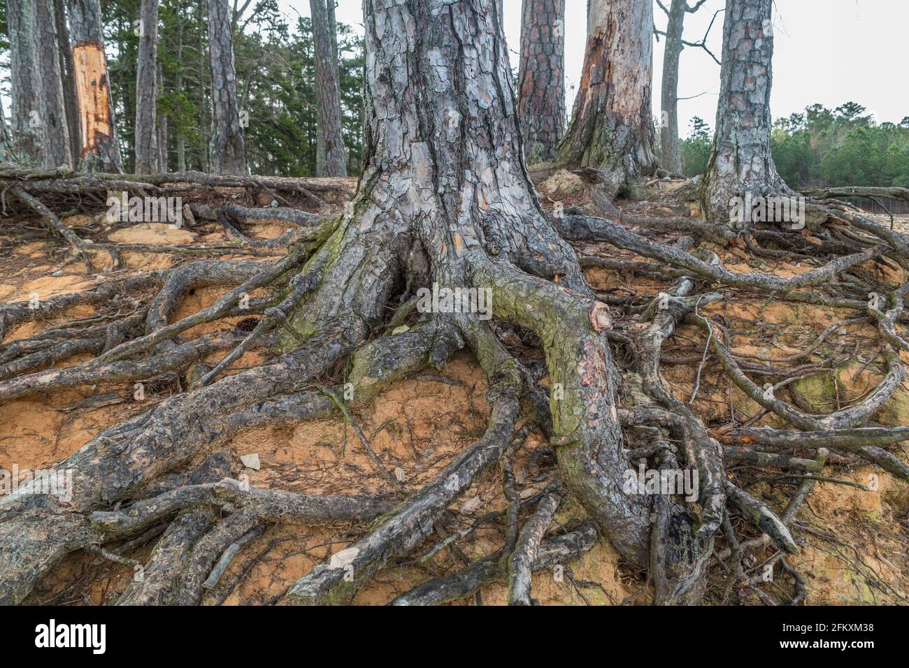 Hanging on the edge twisted and tangled exposed tree roots from erosion ...