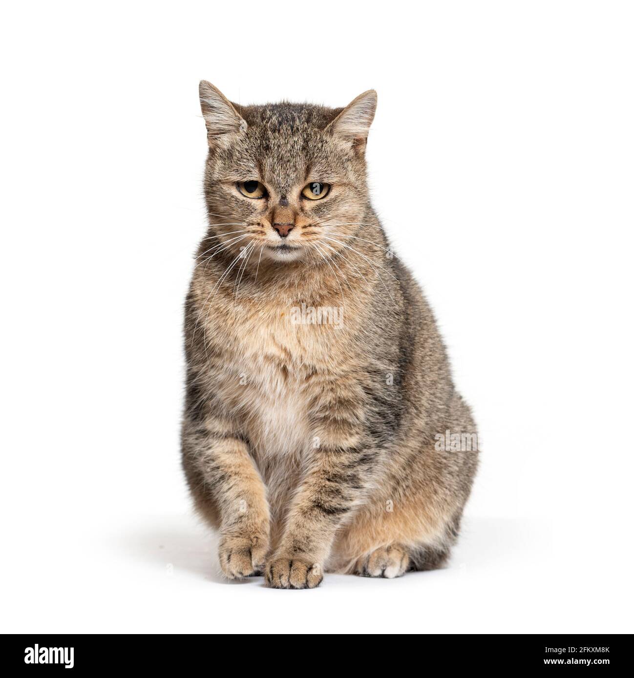 Sitting Crossbreed cat, isolated on white Stock Photo - Alamy