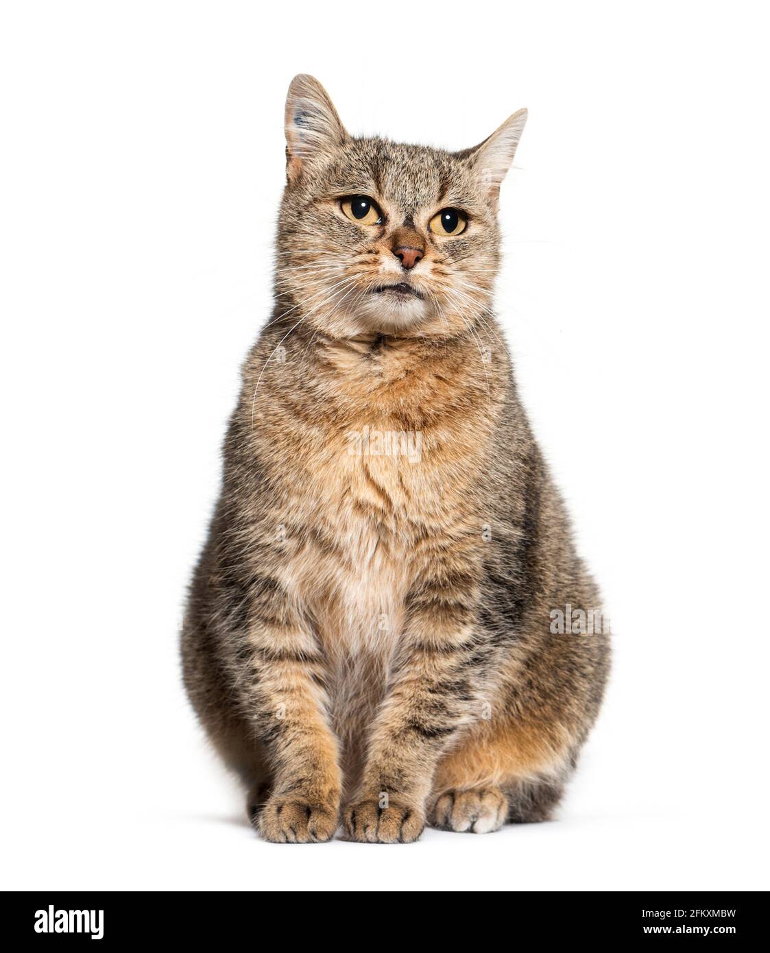 Sitting Crossbreed cat, isolated on white Stock Photo - Alamy