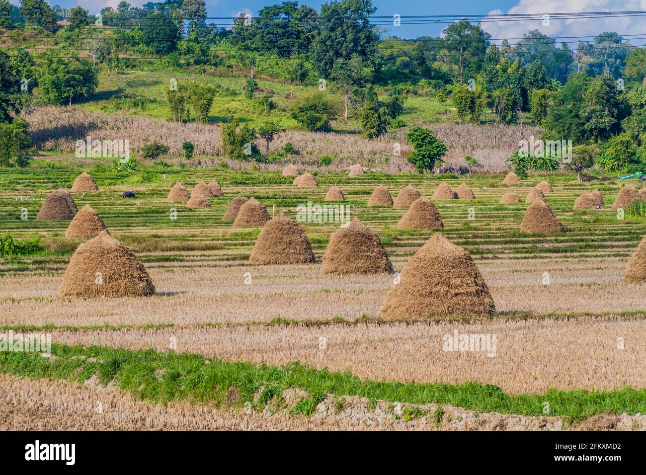 Rice straw stacks hi-res stock photography and images - Alamy