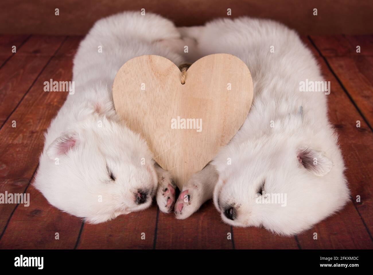 Two small one month old cute white Samoyed puppies dogs with heart ...