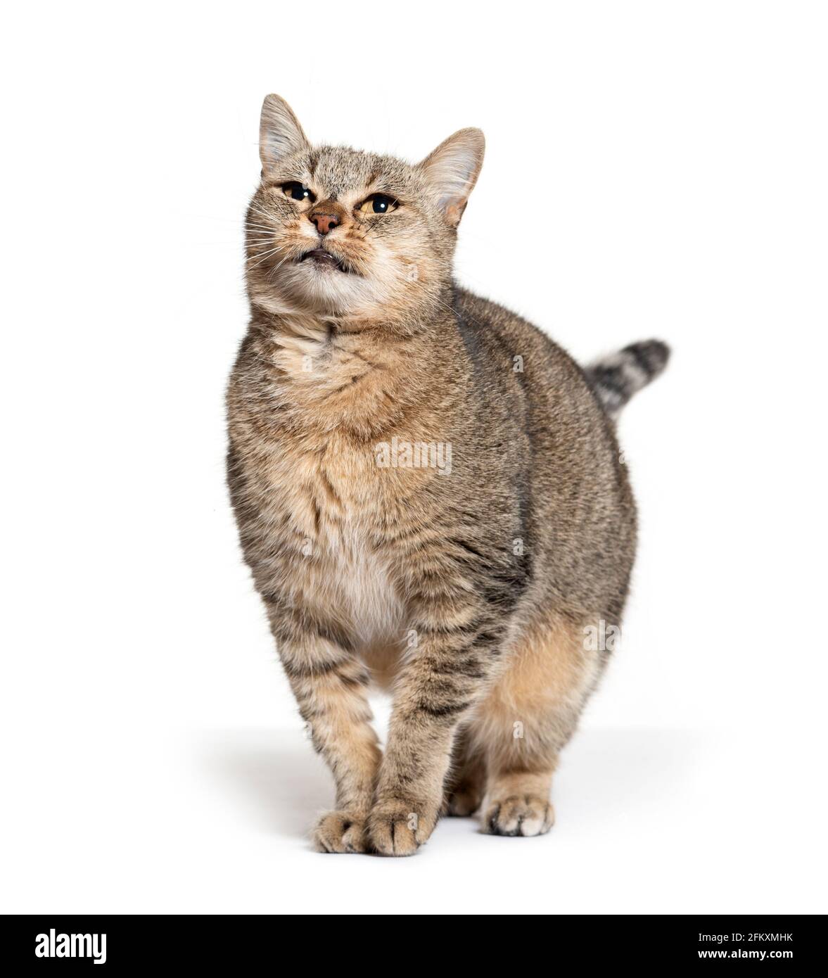 Crossbreed cat looking up, isolated on white Stock Photo - Alamy