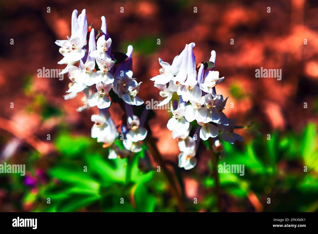 Corydalis white wild flowers . Growing spring flowers in the forest ...