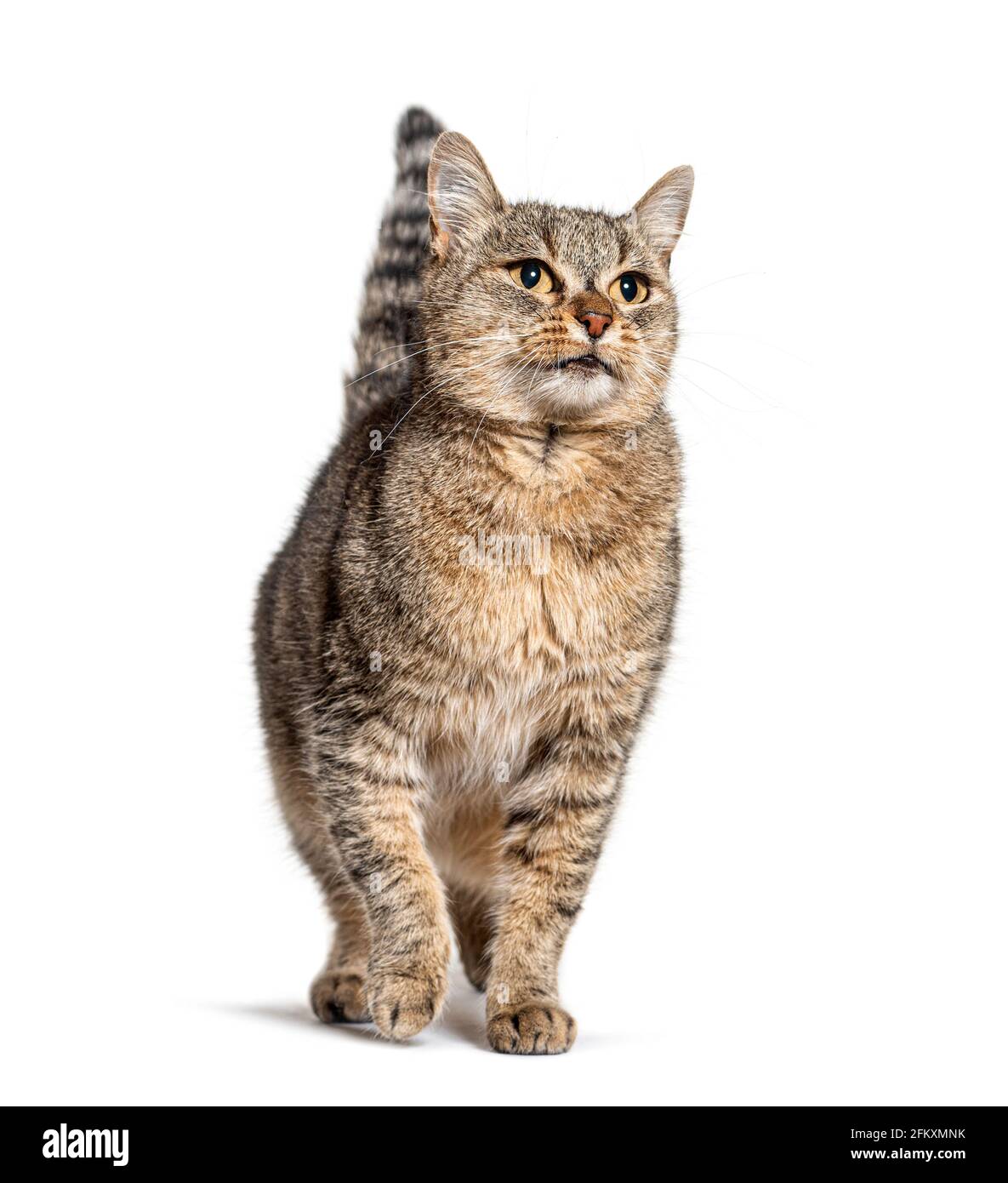 Crossbreed cat looking up, isolated on white Stock Photo - Alamy