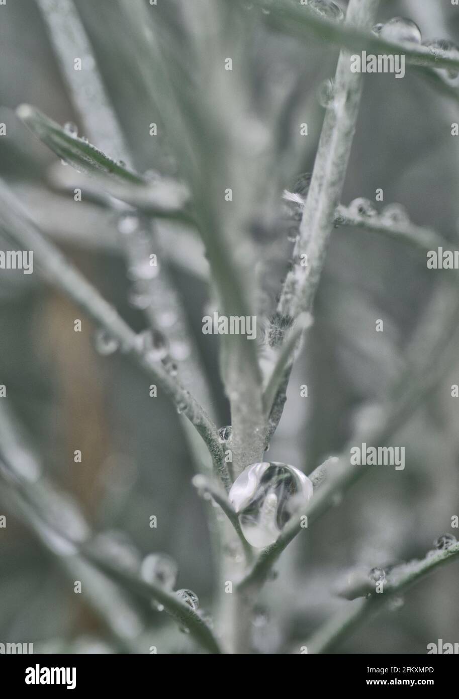 Silver grey leaves hi-res stock photography and images - Alamy