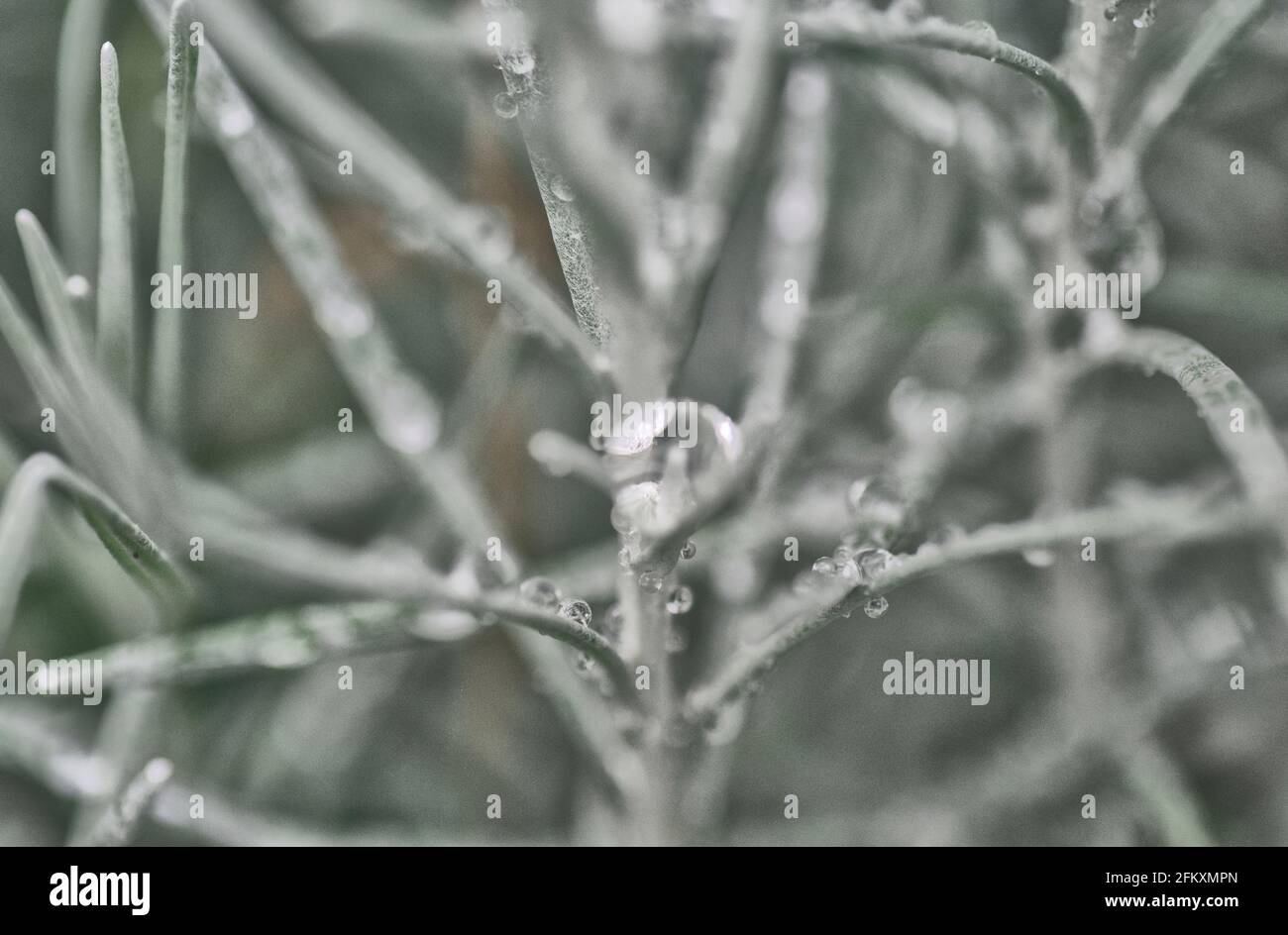 Full frame frost hi-res stock photography and images - Alamy