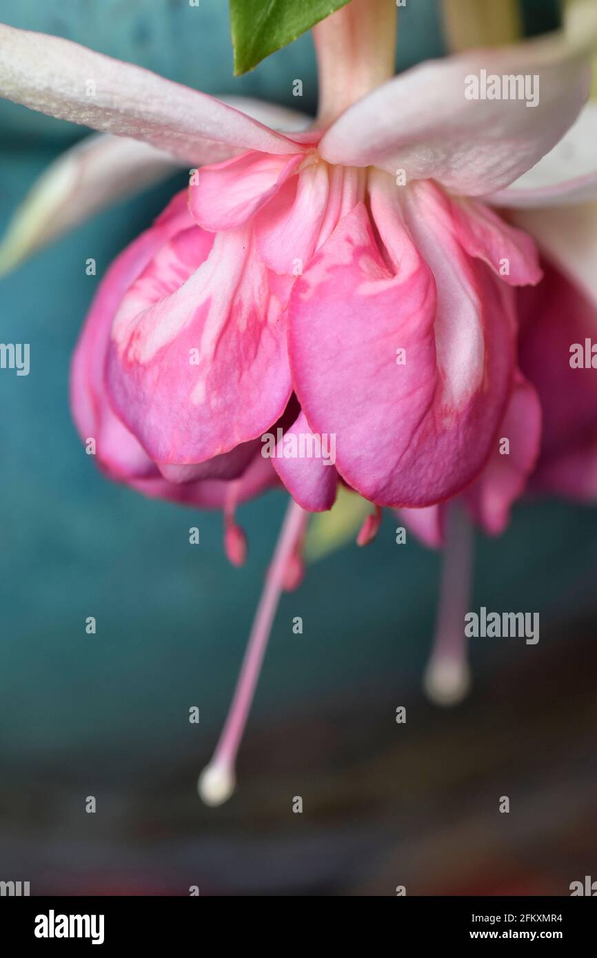 Container fuchsia hi-res stock photography and images - Alamy