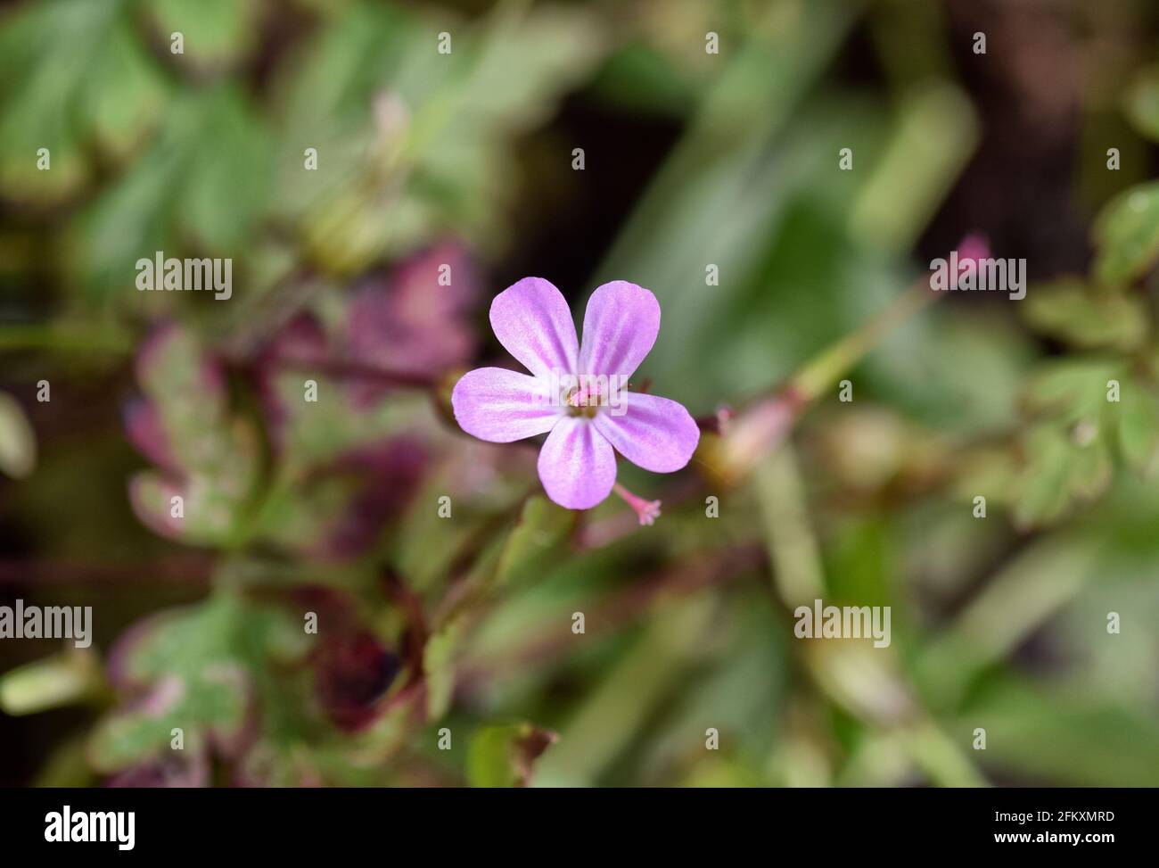 herb robert flower Stock Photo - Alamy